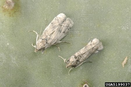 Invasive Moths and How to Report Them - NAISMA