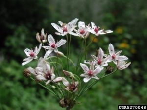Flowering Rush (Butomus umbellatus) — Invasive Plant Biology and ...