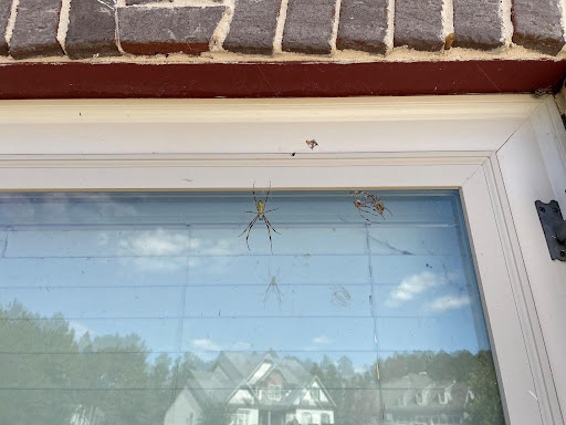 The itsy-bitsy Joro Spider that’s taking the world by storm