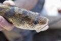 Northern Pike: Know Your Invasives