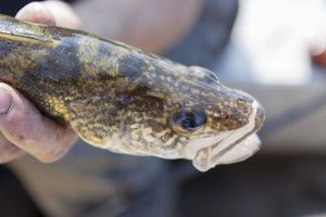 Northern Pike: Know Your Invasives