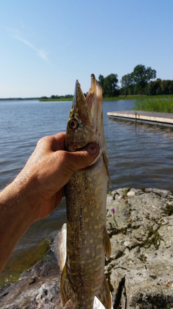 Northern Pike: Know Your Invasives