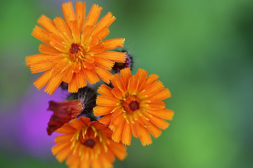 Know Your Invasive Species: Orange Hawkweed