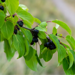 Identifying Common Buckthorn and Understanding Its Impact