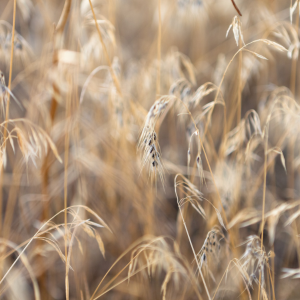 Cheatgrass: The Invasive Fuel