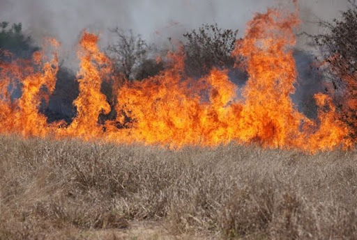 Cheatgrass: The Invasive Fuel