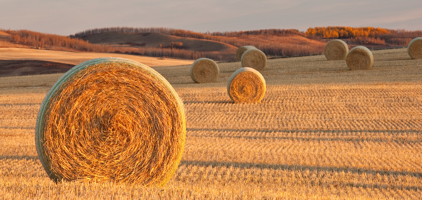 Certified Weed Free Hay