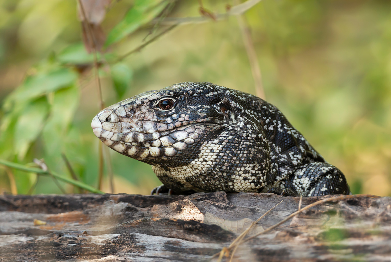 Tegus on the Move: The Growing Threat of an Invasive Giant Lizard - NAISMA