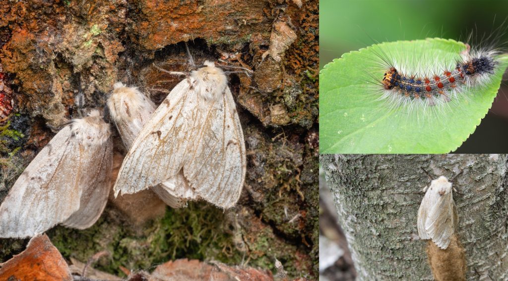 Spongy Moth: A Persistent Pest With a New Name