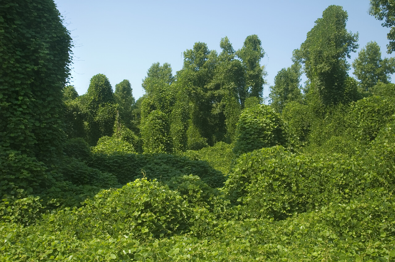 Kudzu: The “Vine That Ate the South”