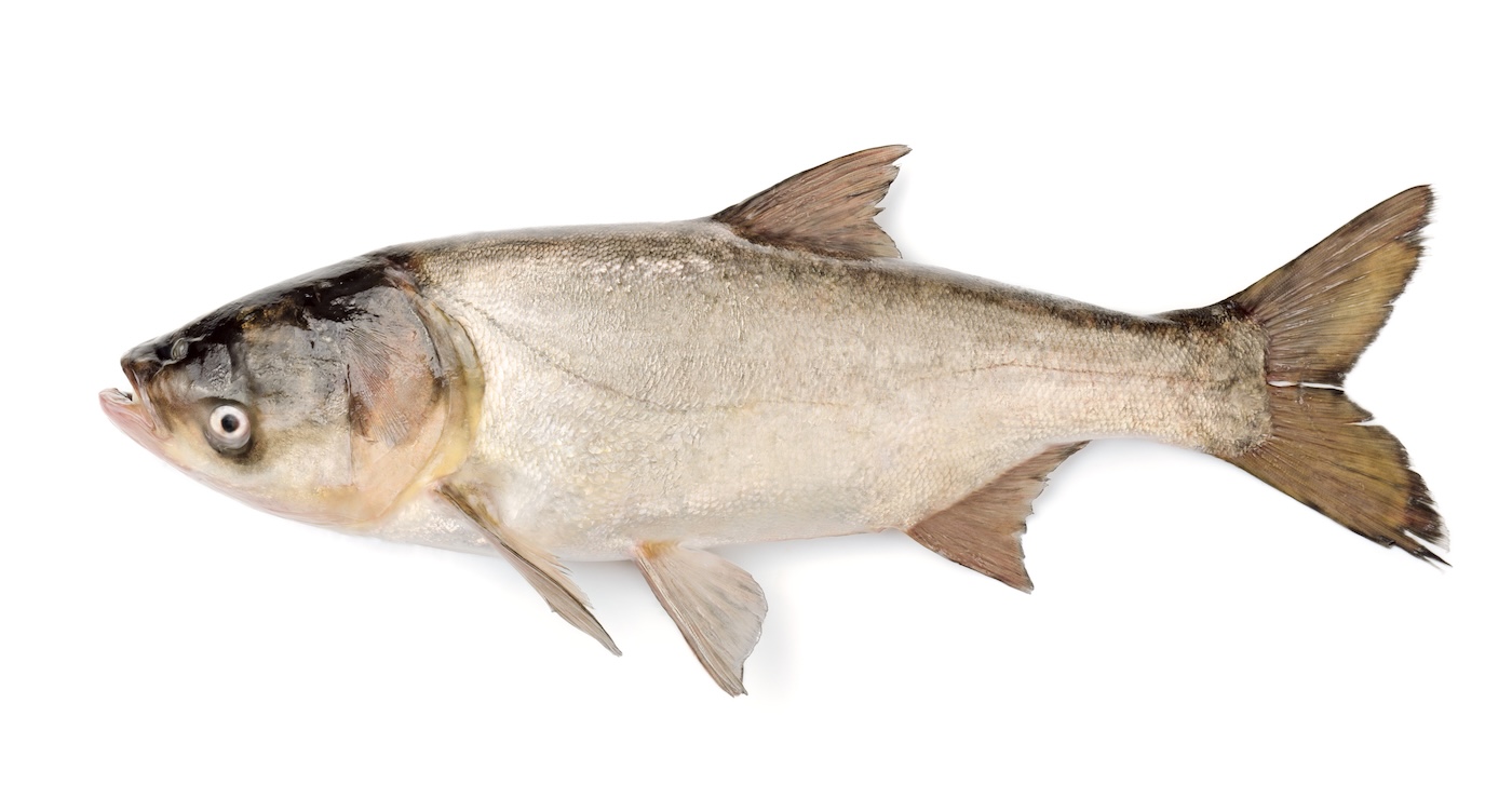 Invasive Carp in North America